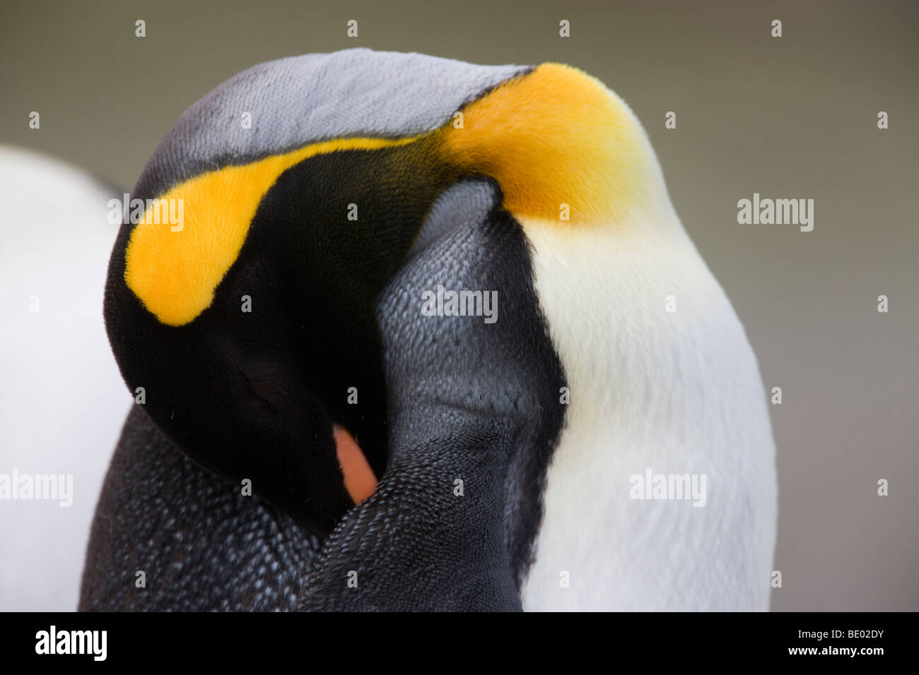 Close-up colorful sleeping adult King Penguin head tucked under wing ...