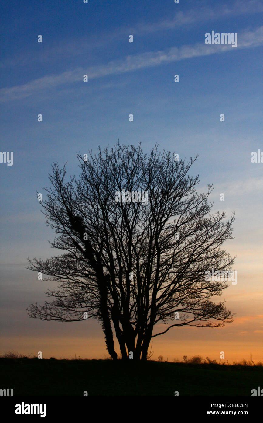 One tree sunset hi-res stock photography and images - Alamy