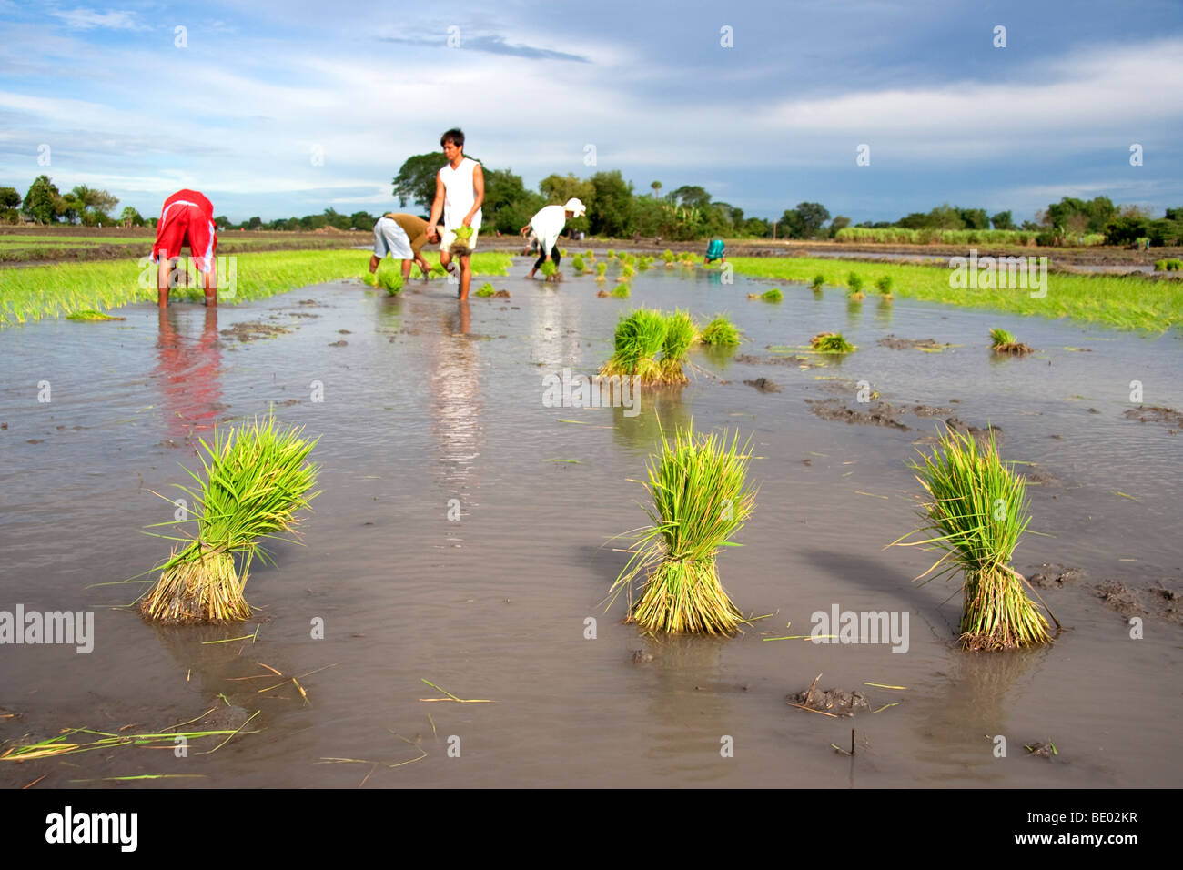 Green rice field in philippine hi-res stock photography and images - Alamy