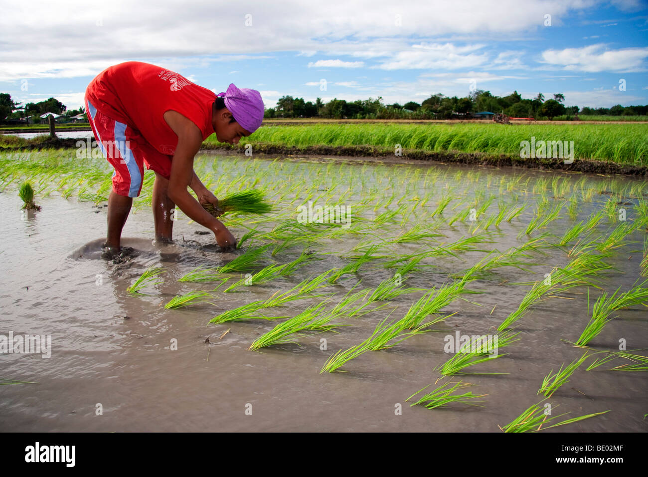 A rice paddy in Tarlac province being prepared for planting Stock Photo ...