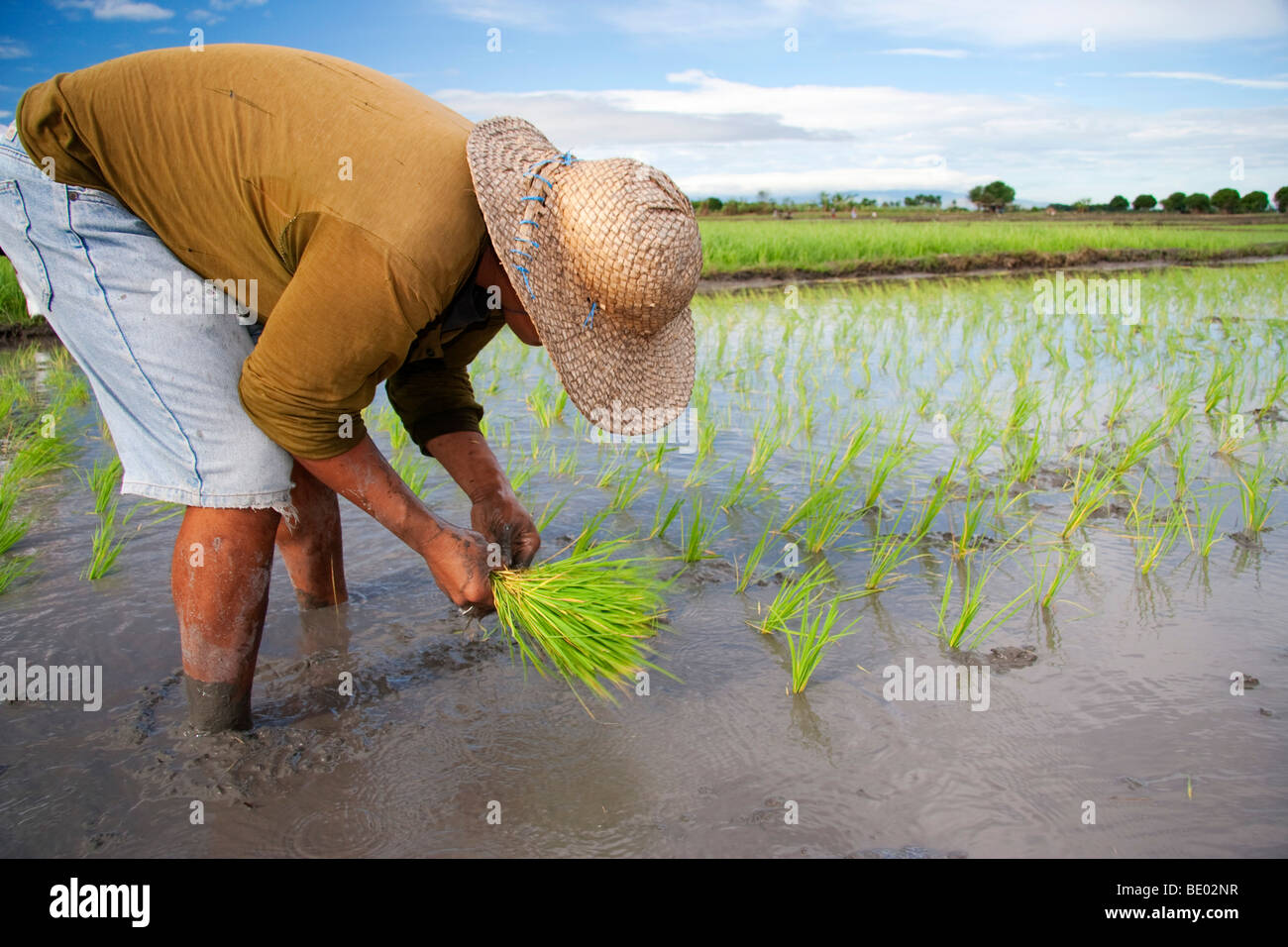 A rice paddy in Tarlac province being prepared for planting Stock Photo ...