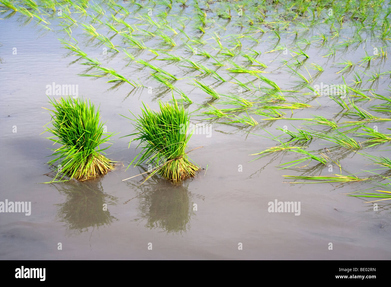 Paddy planting hi-res stock photography and images - Alamy