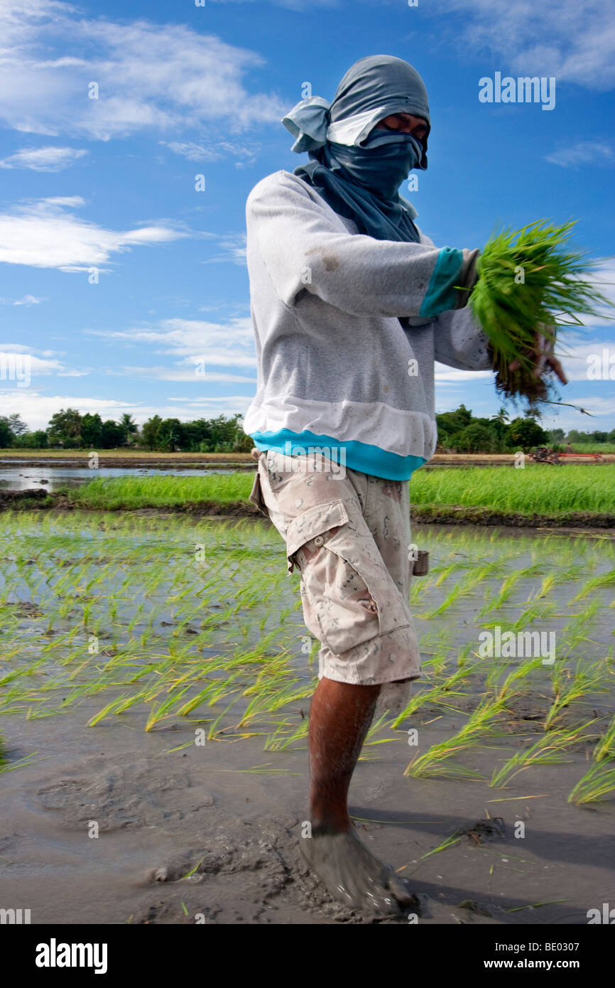 A rice paddy in Tarlac province being prepared for planting Stock Photo ...
