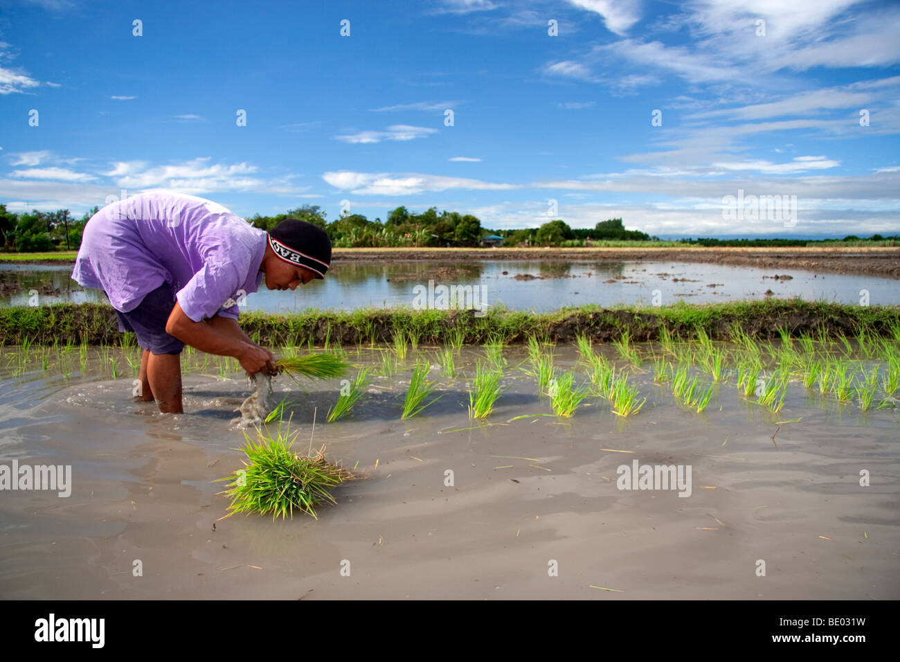 A rice paddy in Tarlac province being prepared for planting Stock Photo ...