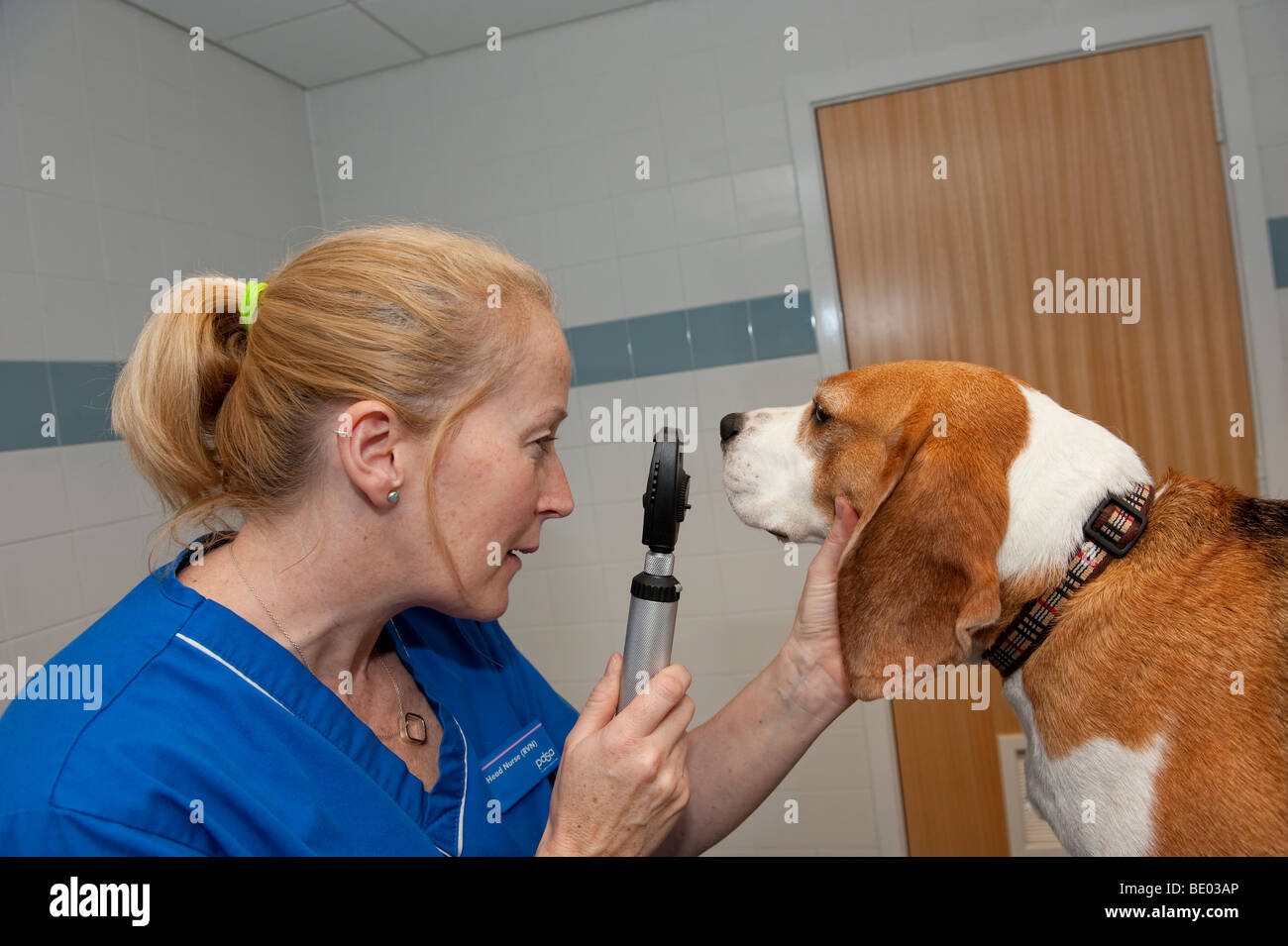 What Animals Do Pdsa Treat at Lawrence Henry blog