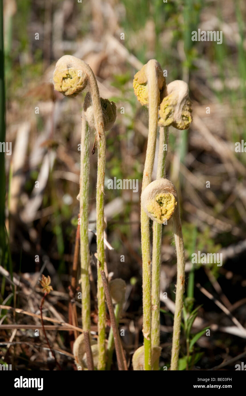 Fiddlehead fern in spring, Massachusetts, New England Stock Photo - Alamy