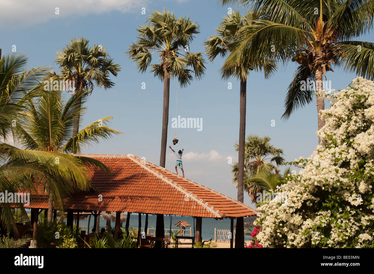 Palmyra palm tree sri lanka hi-res stock photography and images - Alamy
