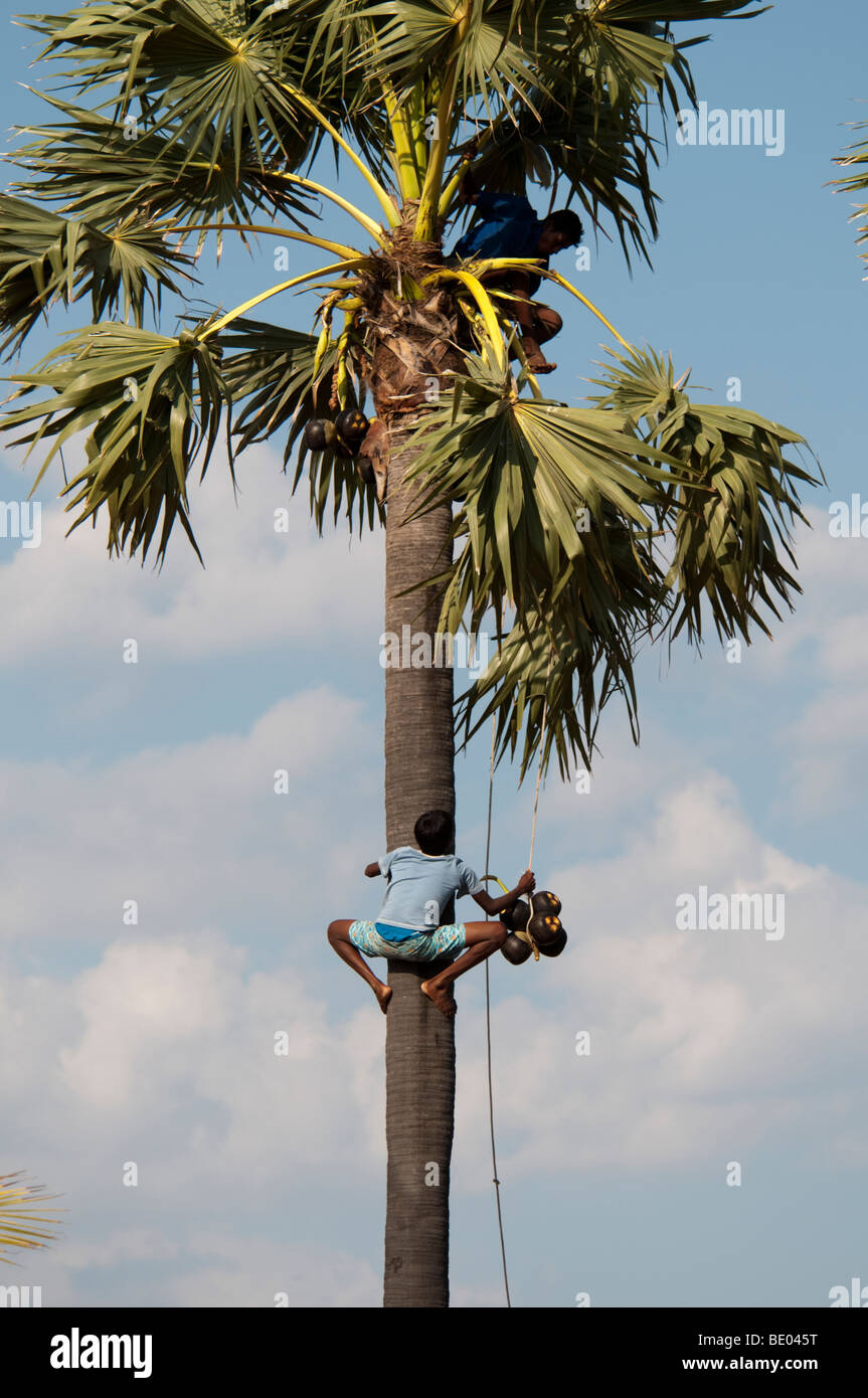 Palmyra tree sri hi-res stock photography and images - Alamy