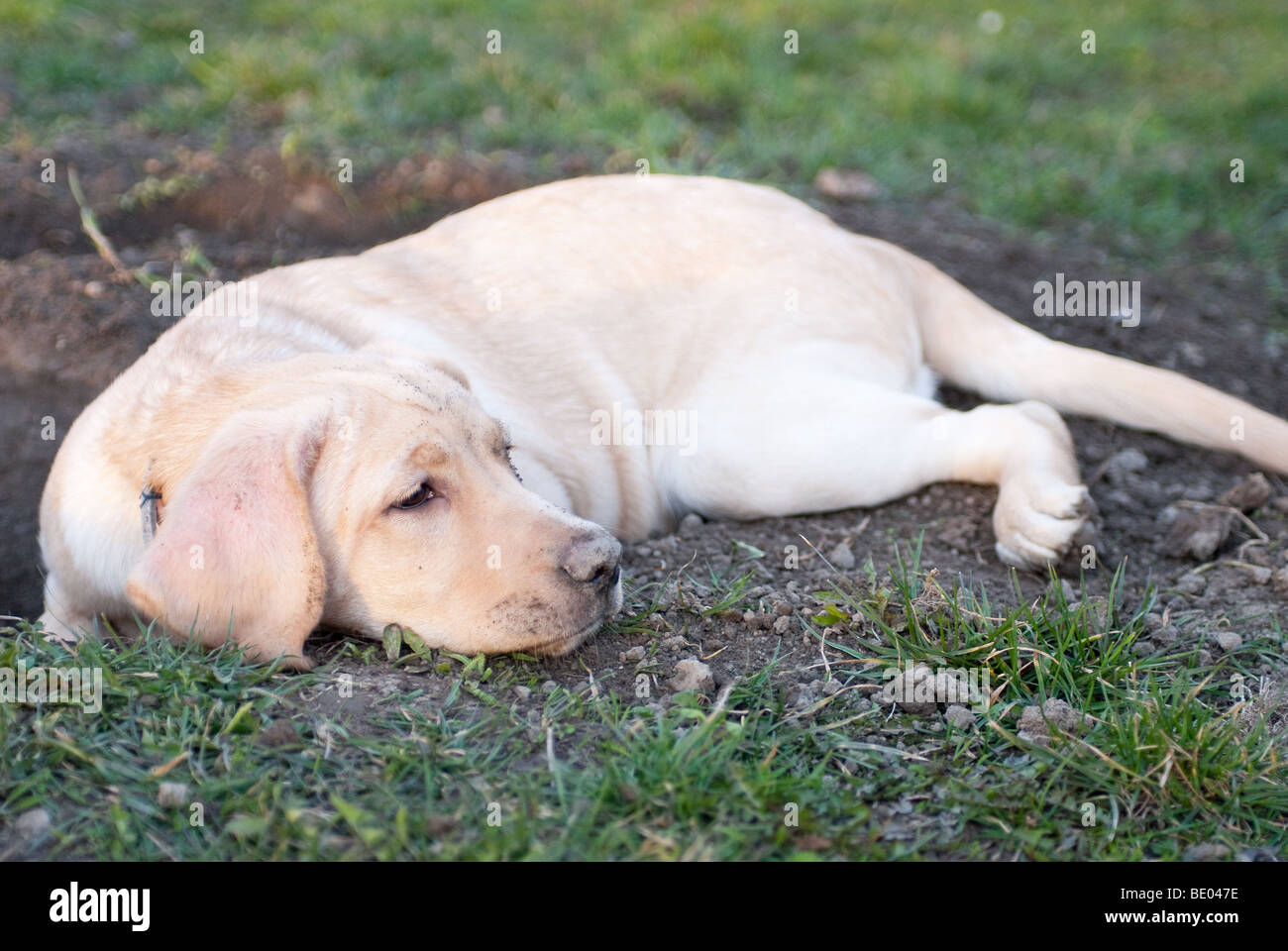 Golden retriever digging hi-res stock photography and images - Alamy