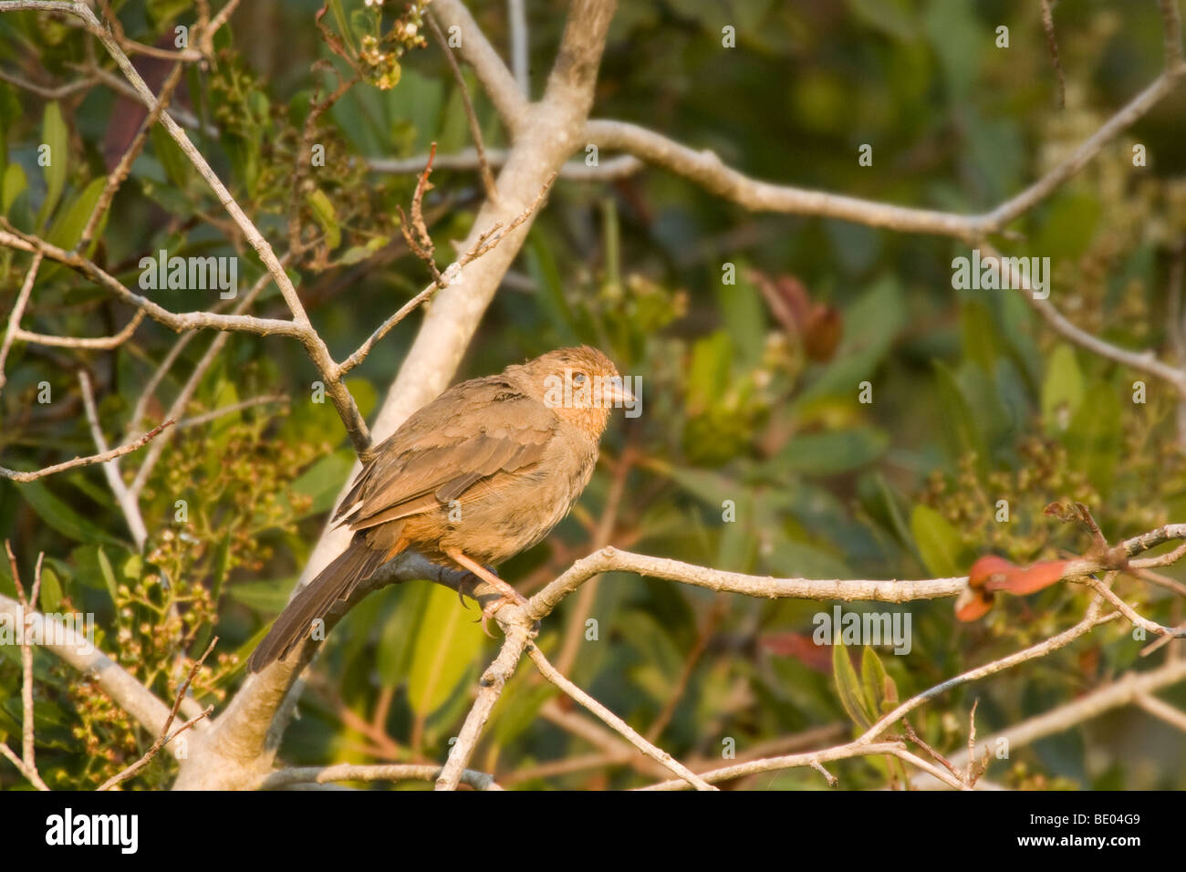 Pipilo crissalis hi-res stock photography and images - Alamy