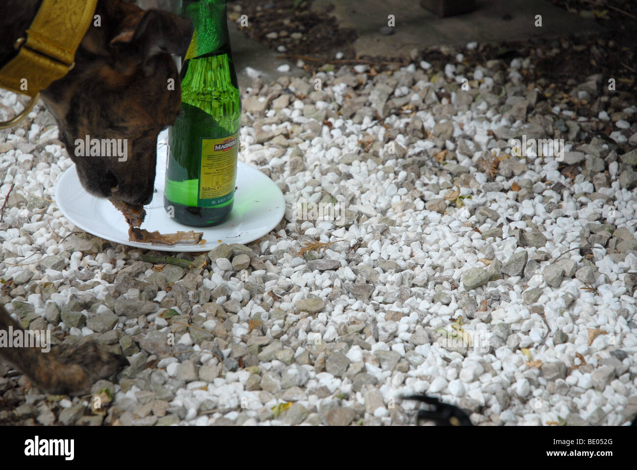 Scavenger scavenging hi-res stock photography and images - Alamy