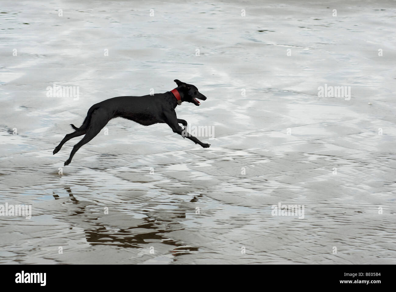 Whippet on the beach hi-res stock photography and images - Alamy