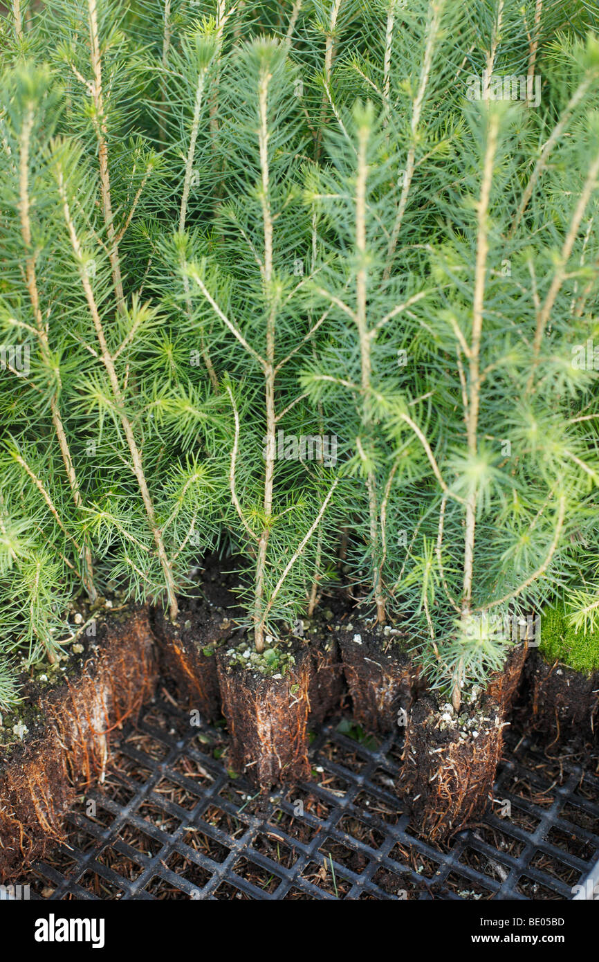Pine seedlings hi-res stock photography and images - Alamy