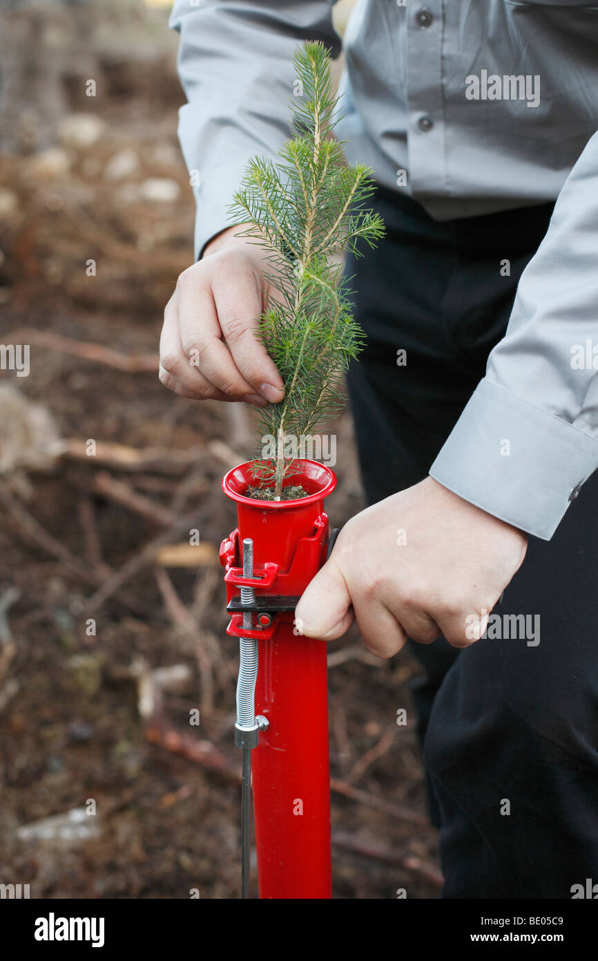 Man planting pine seedling Stock Photo - Alamy