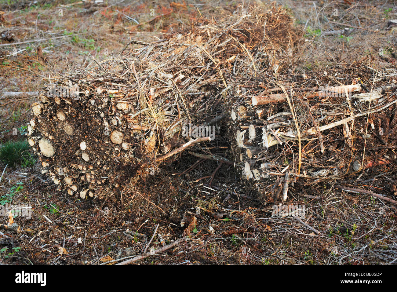 Slash bundle used for biomass fuel Stock Photo - Alamy