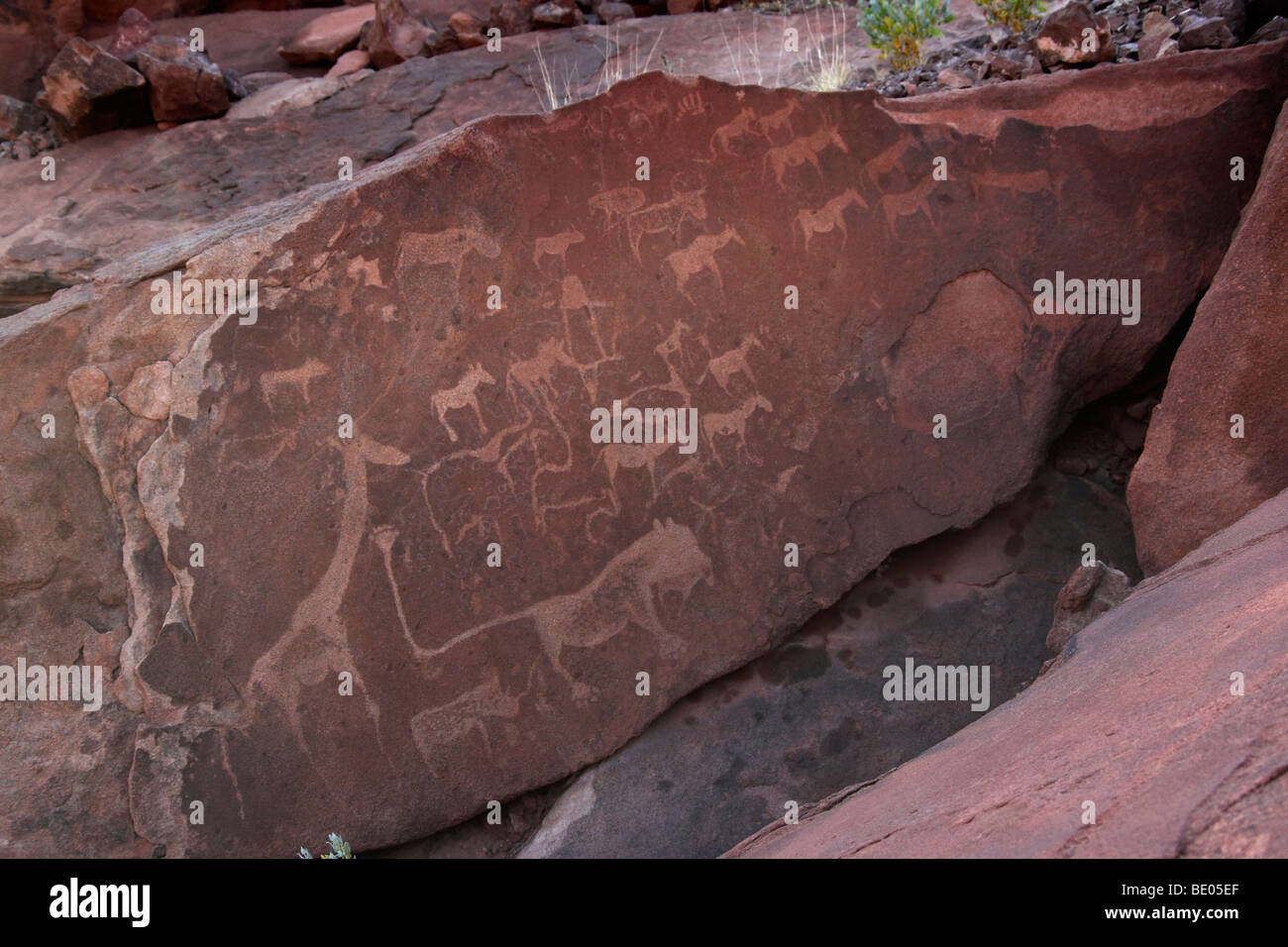 Ancient bushman carvings (Petroglyphs) at Twyfelfontain in Damaraland ...