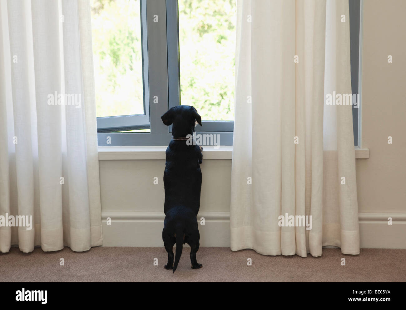 Dog looking out window hi-res stock photography and images - Alamy