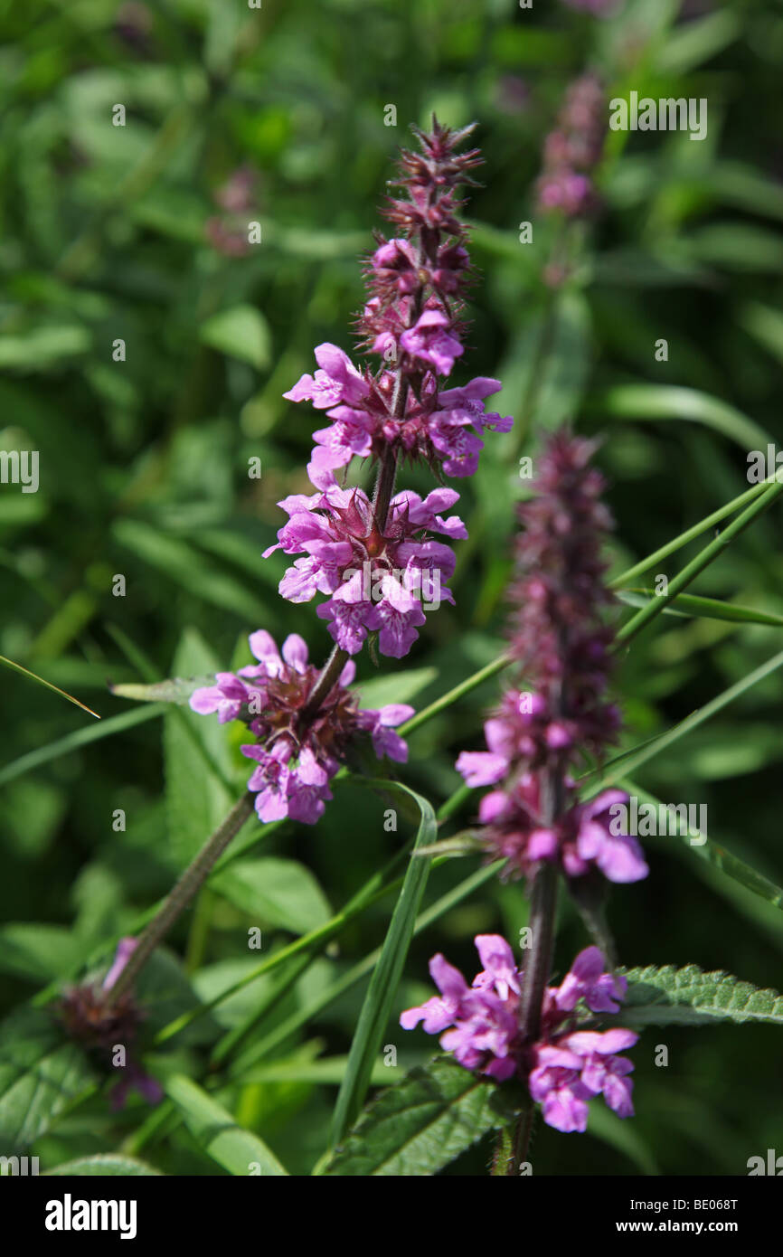 Ajuga reptans hi-res stock photography and images - Alamy