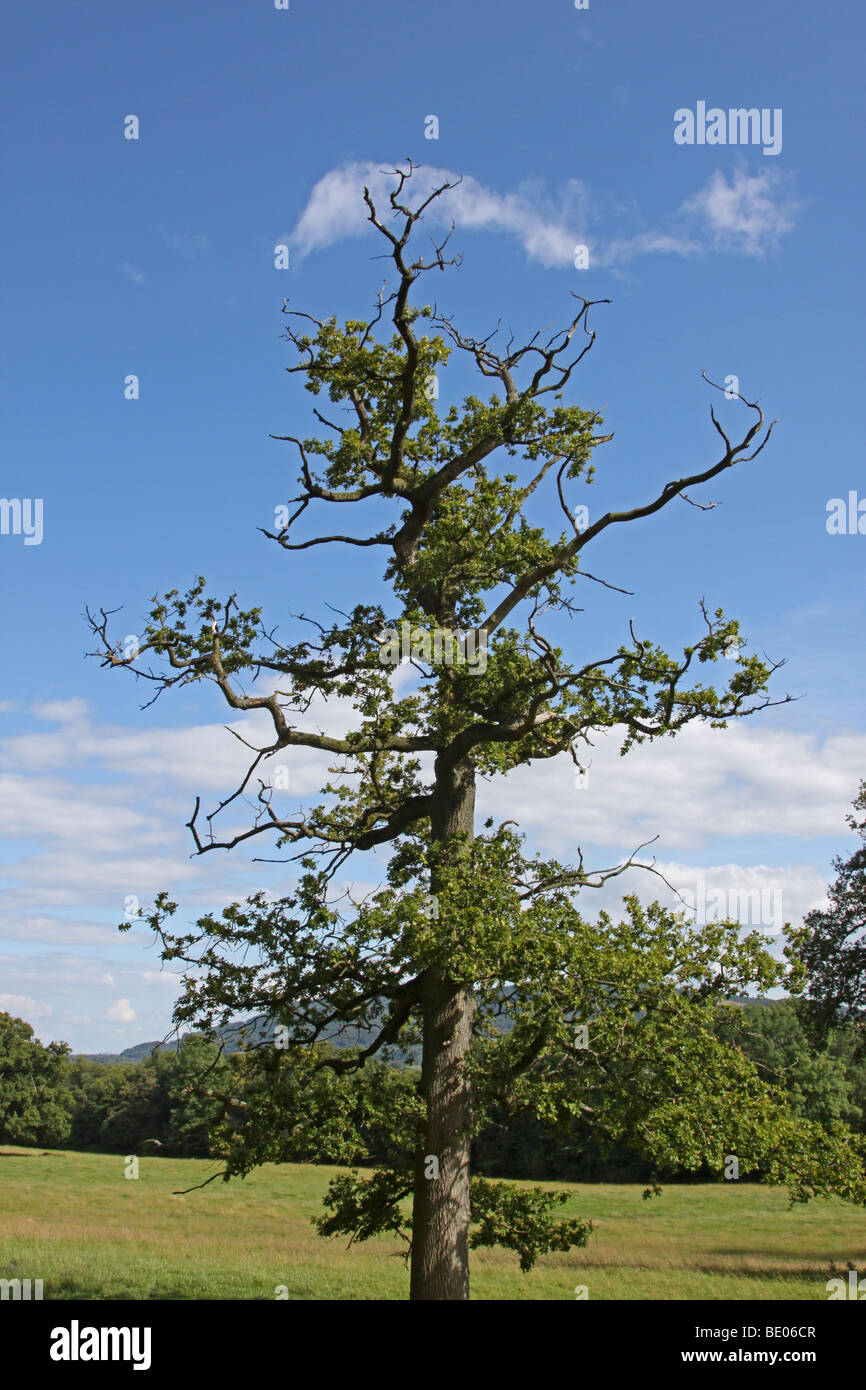 Tree in summer with dead branches Stock Photo - Alamy