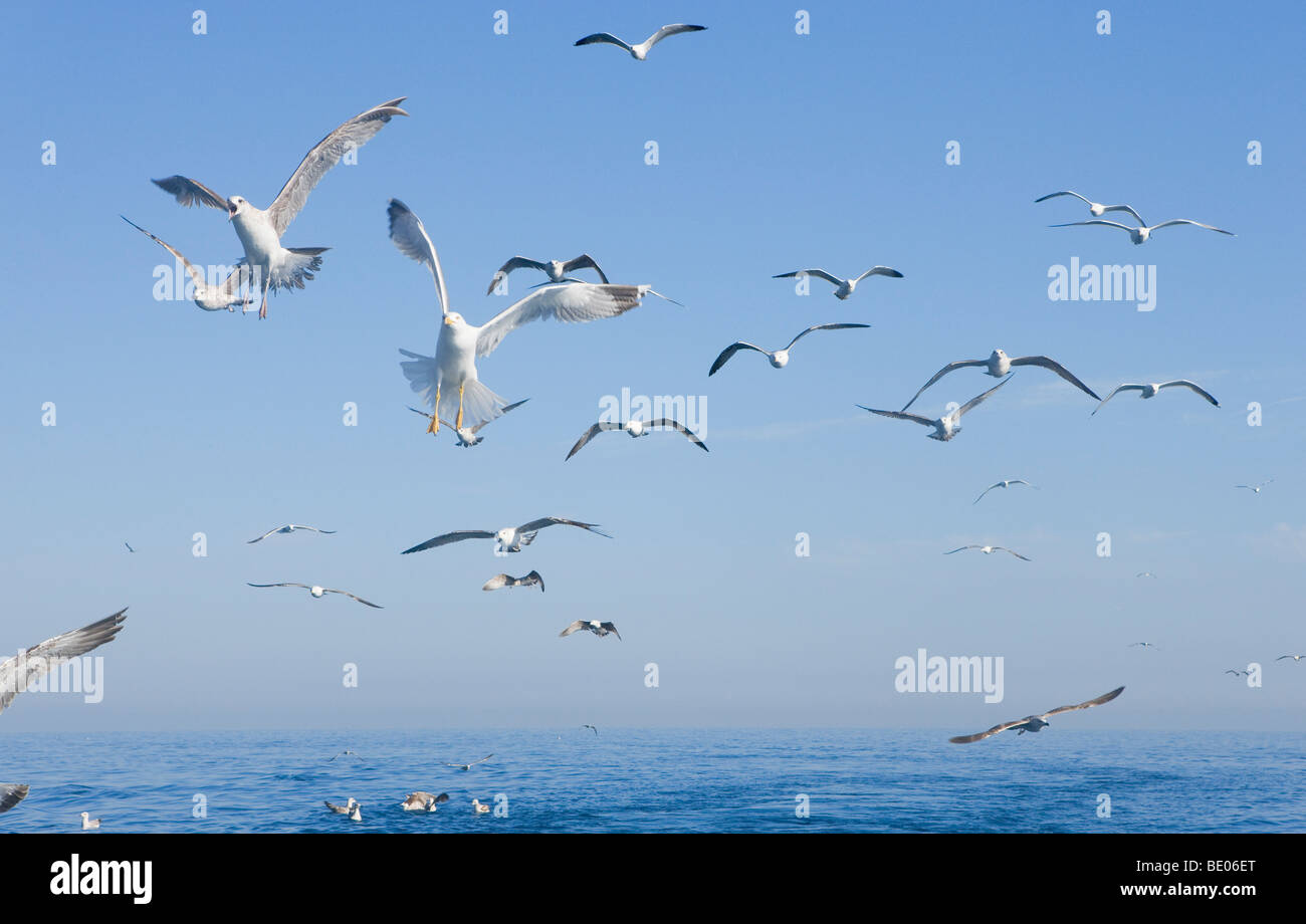 seagulls flying over the sea Stock Photo - Alamy