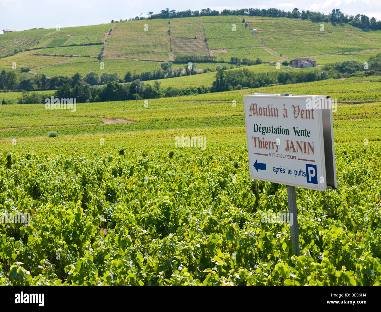 A signboard in a vineyard advertises the renowned Beaujolais wine of ...