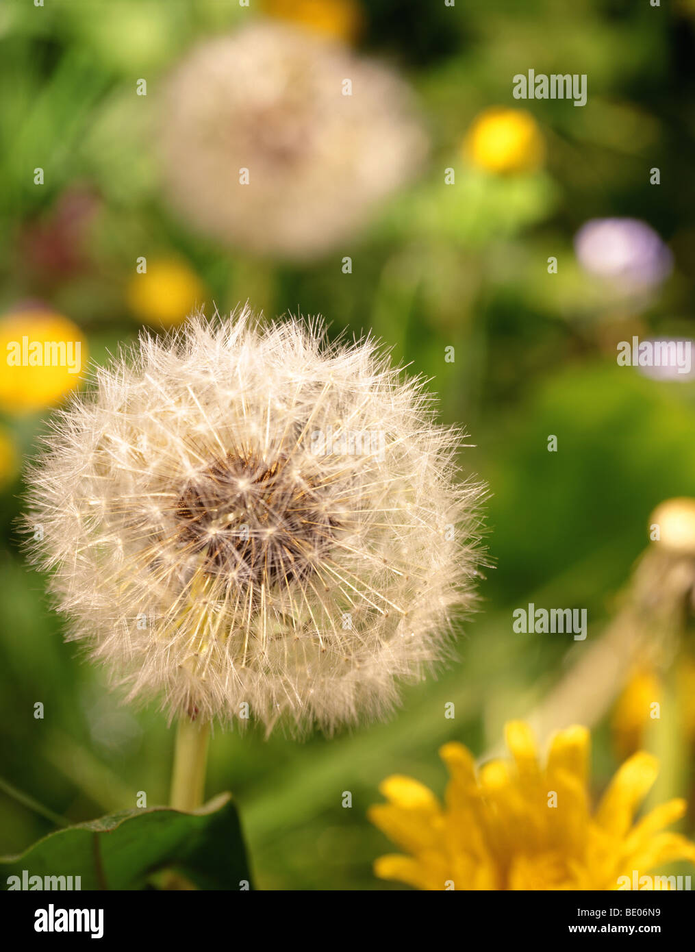 Blown Dandelion High Resolution Stock Photography and Images - Alamy