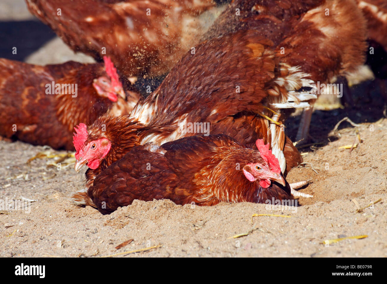 Domestic fowl hi-res stock photography and images - Alamy