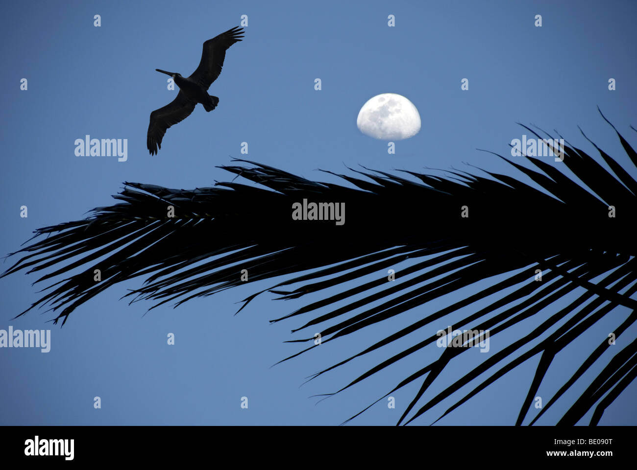 Palm and moon hi-res stock photography and images - Alamy
