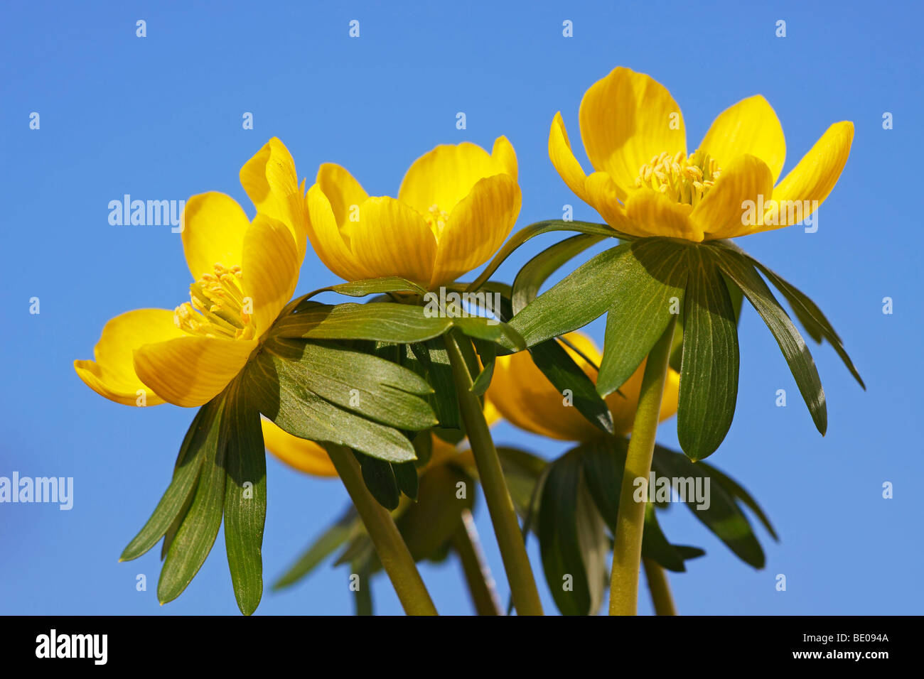 Aconite hi-res stock photography and images - Alamy