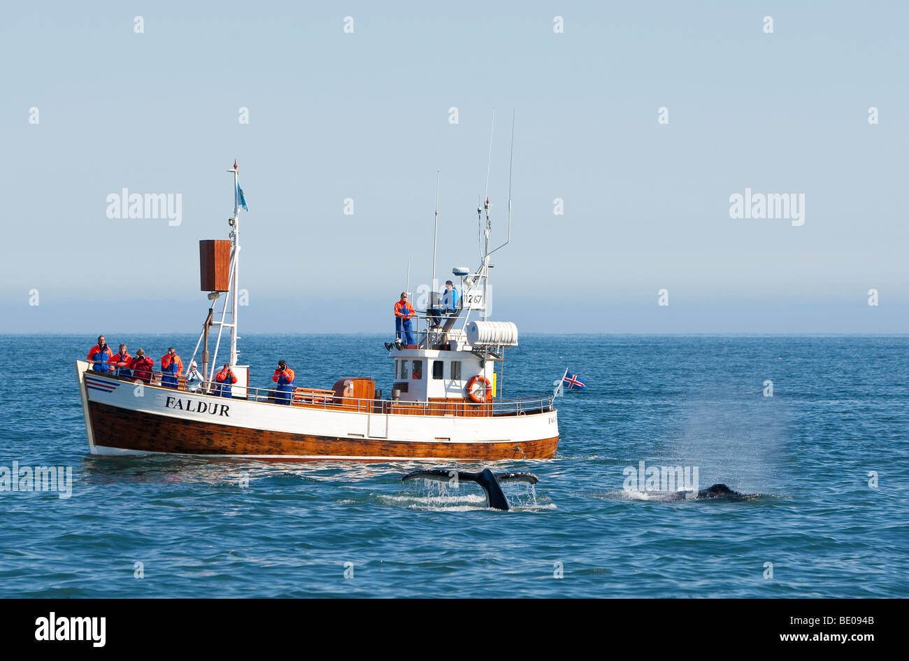 A whale watching boat full of tourists looking at two humpback whales ...