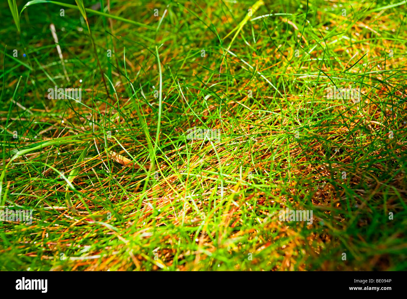 Grass blowing in wind Stock Photo - Alamy