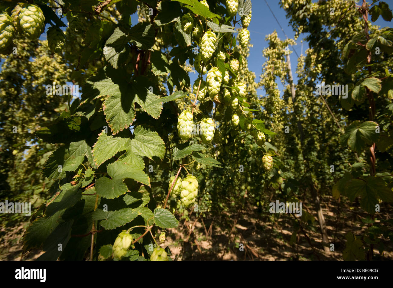 Kent Hop Garden Stock Photo - Alamy