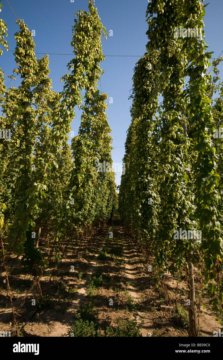 Kent Hop Garden Stock Photo - Alamy