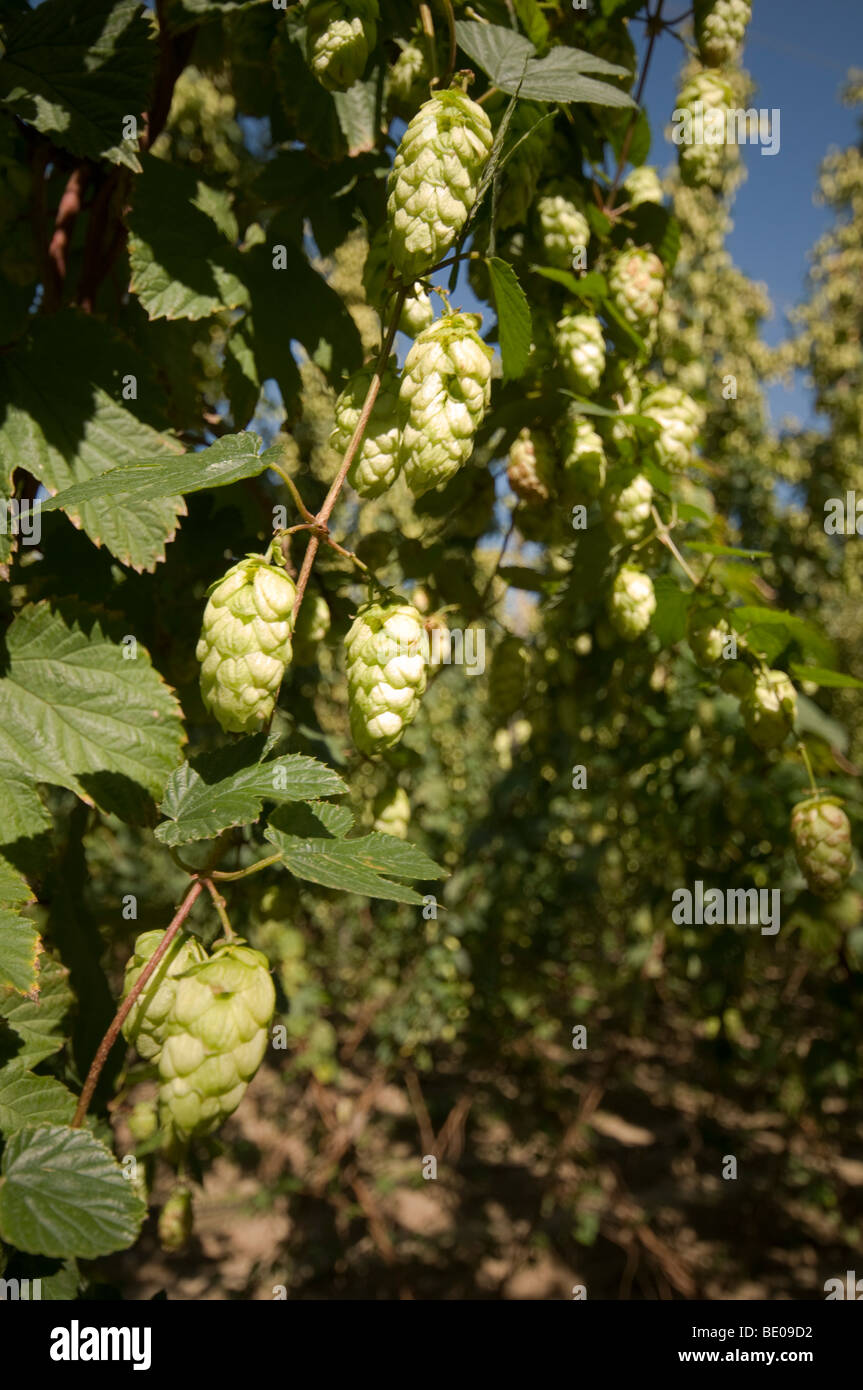 Kent Hop Garden Stock Photo - Alamy