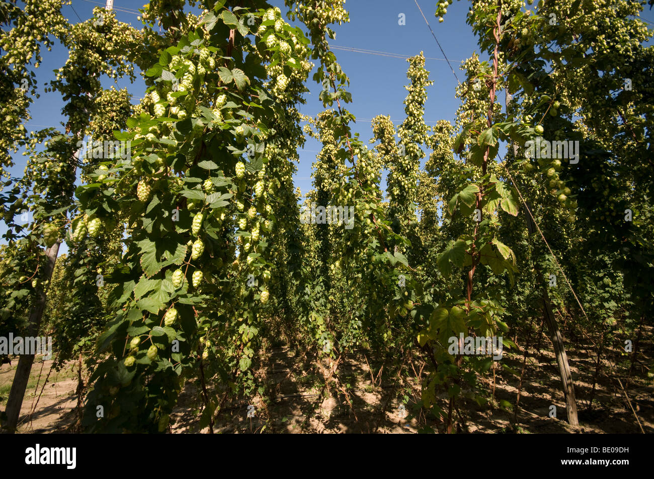 Kent Hop Garden Stock Photo - Alamy