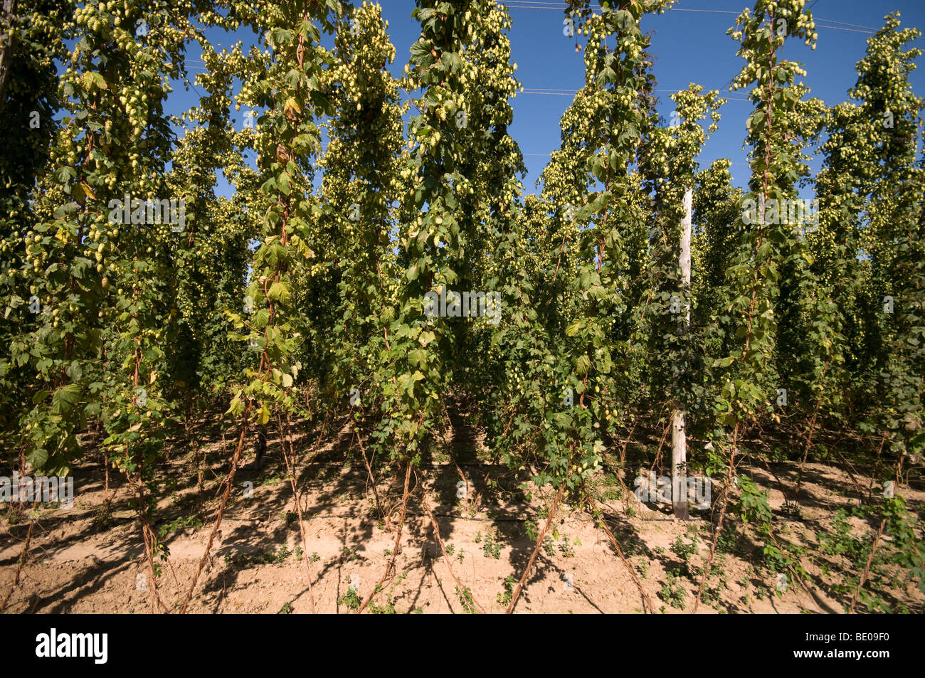 Kent Hop Garden Stock Photo - Alamy
