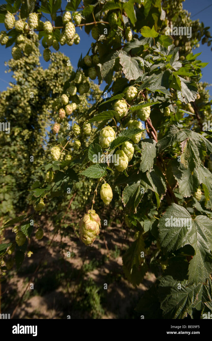 Kent Hop Garden Stock Photo - Alamy