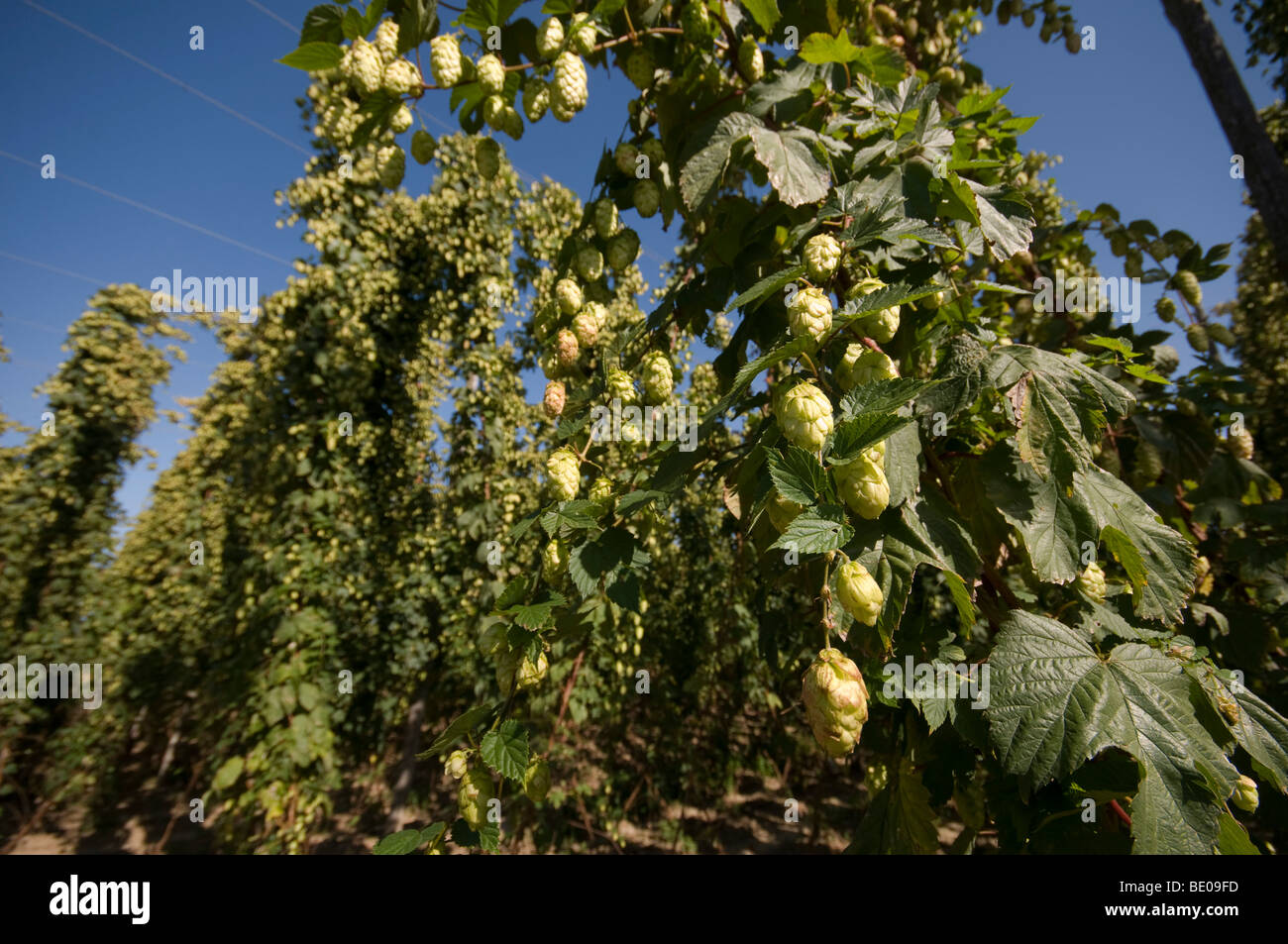 Hop garden traditional uk hi-res stock photography and images - Alamy