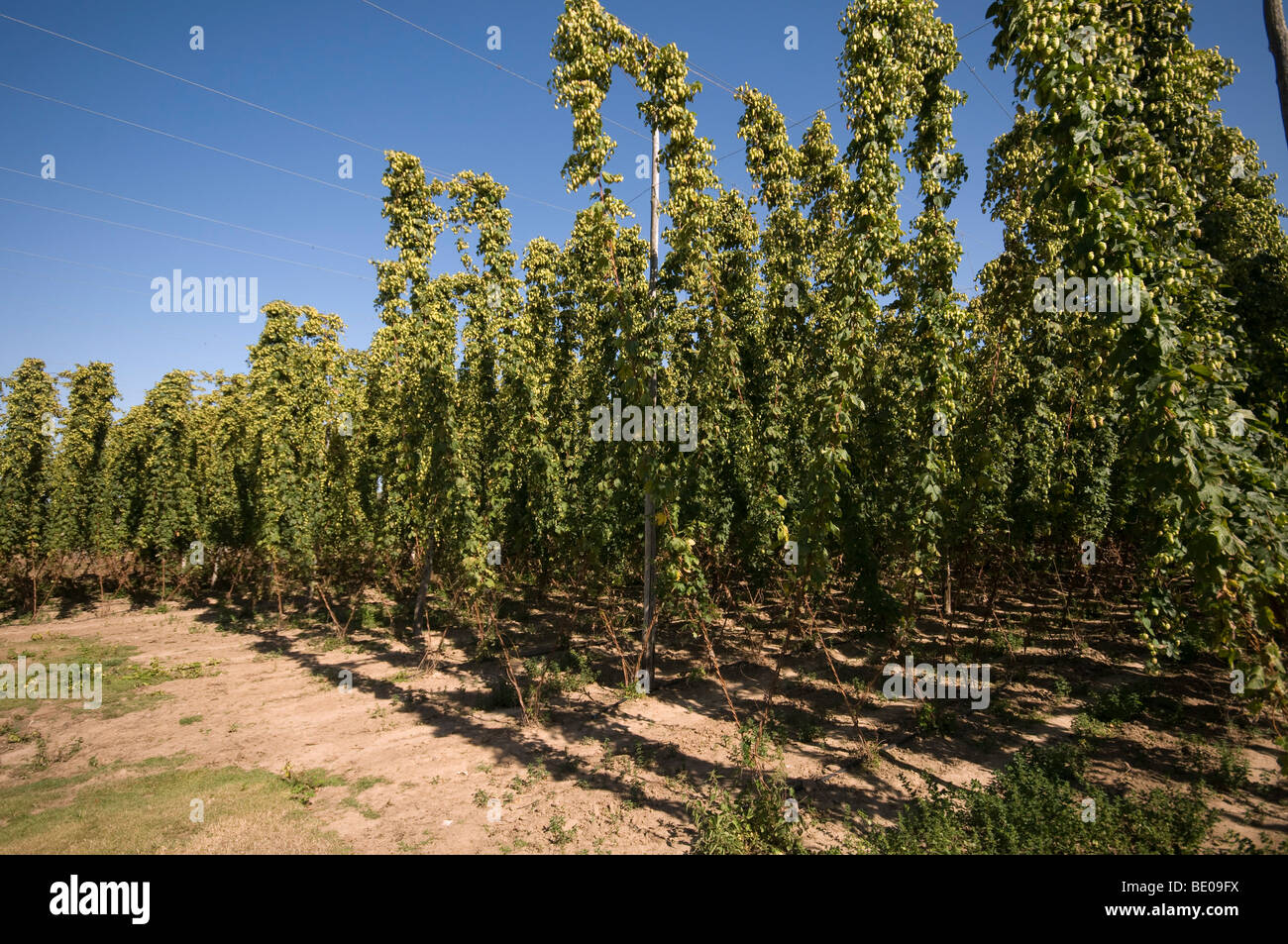 Kent Hop Garden Stock Photo - Alamy