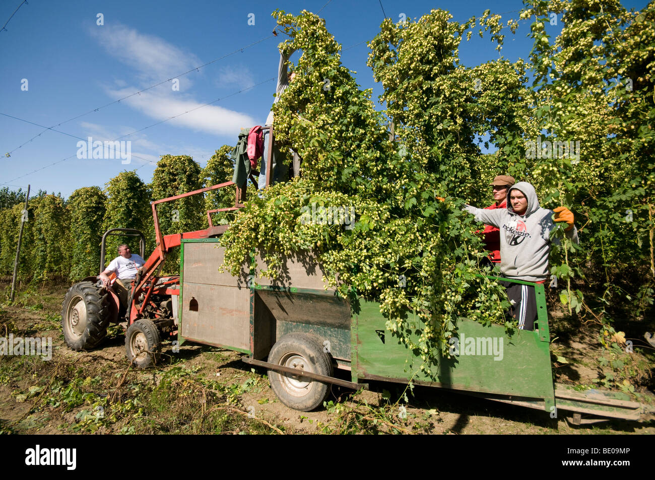 Harvesting hops hi-res stock photography and images - Alamy