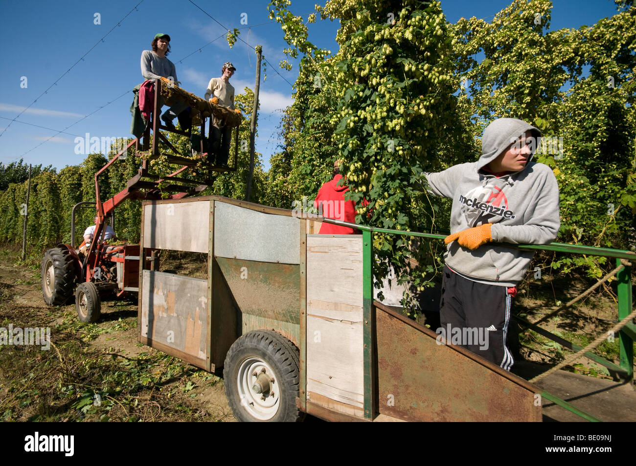 Hop Harvesting Stock Photos & Hop Harvesting Stock Images - Alamy