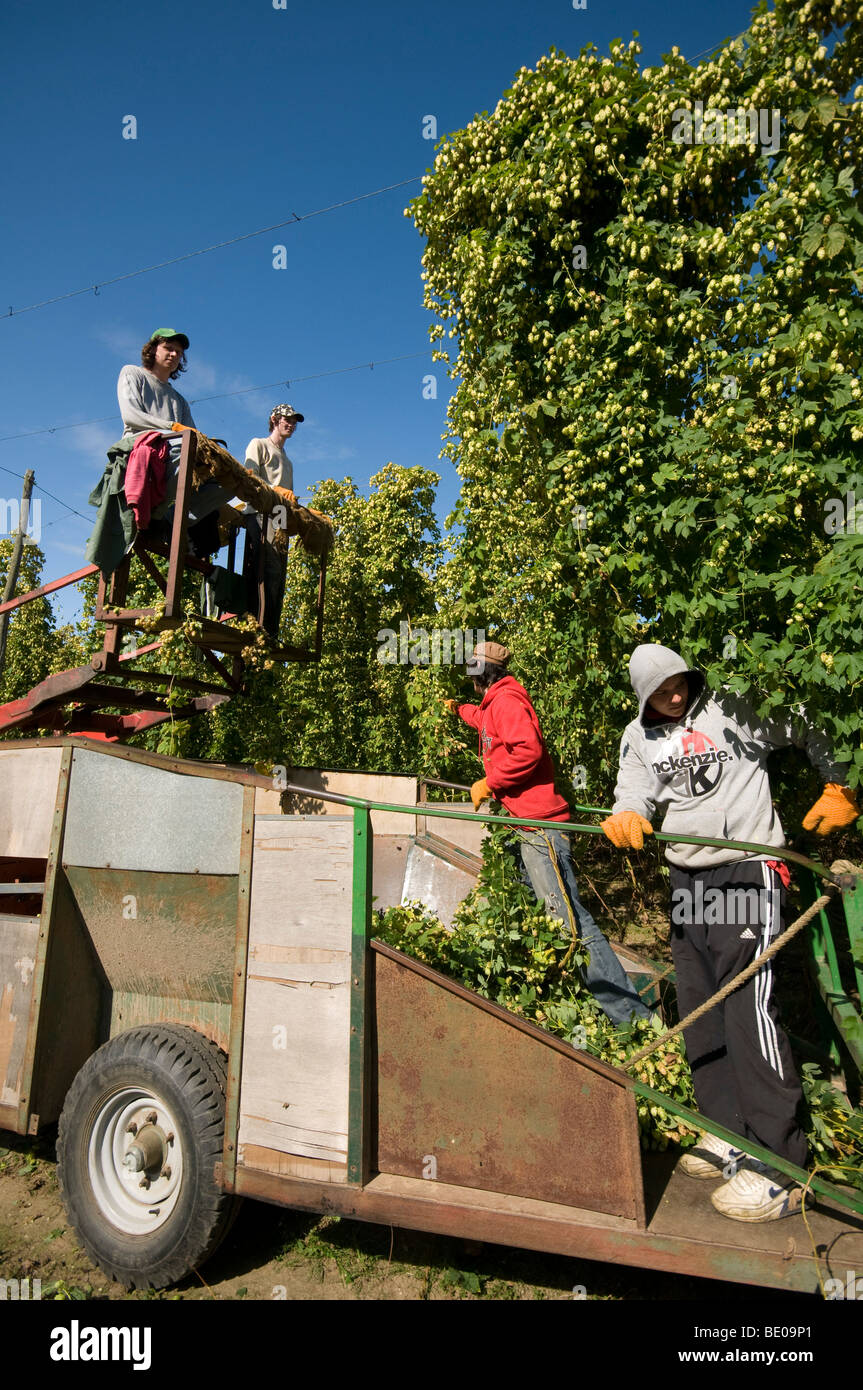 Harvest Harvesting Kentish Hops High Resolution Stock Photography and ...