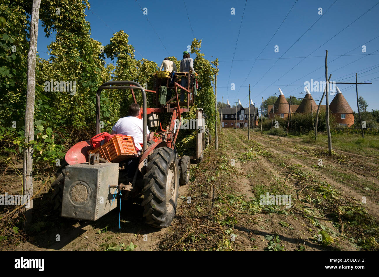 Hops uk hi-res stock photography and images - Alamy
