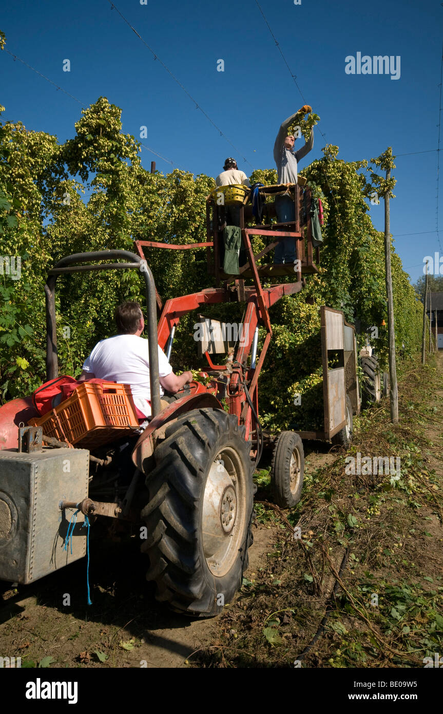 harvesting cut of hops in Kent Hop Garden Stock Photo - Alamy