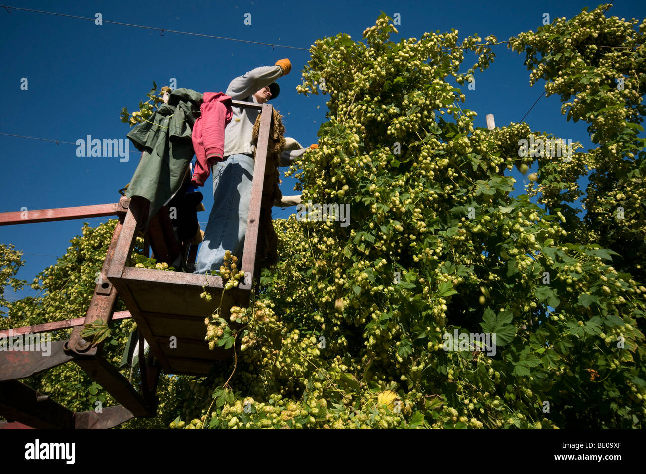 harvesting cut of hops in Kent Hop Garden Stock Photo - Alamy