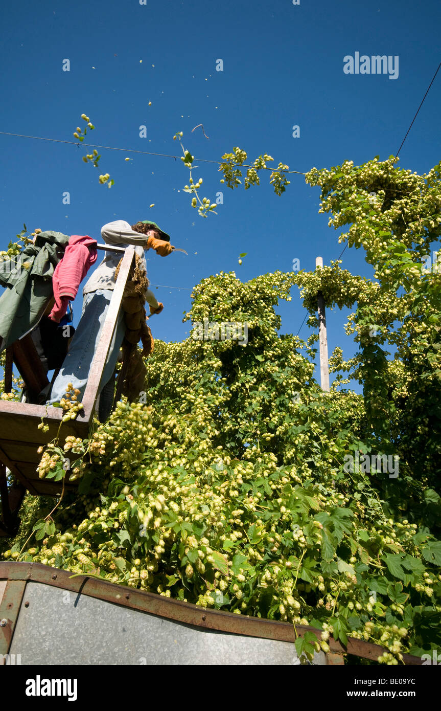 harvesting cut of hops in Kent Hop Garden Stock Photo - Alamy