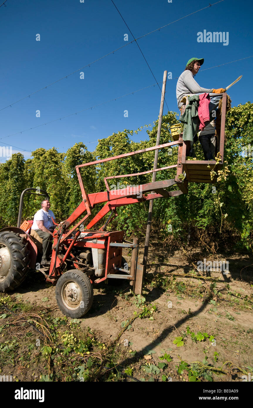 harvesting cut of hops in Kent Hop Garden Stock Photo - Alamy