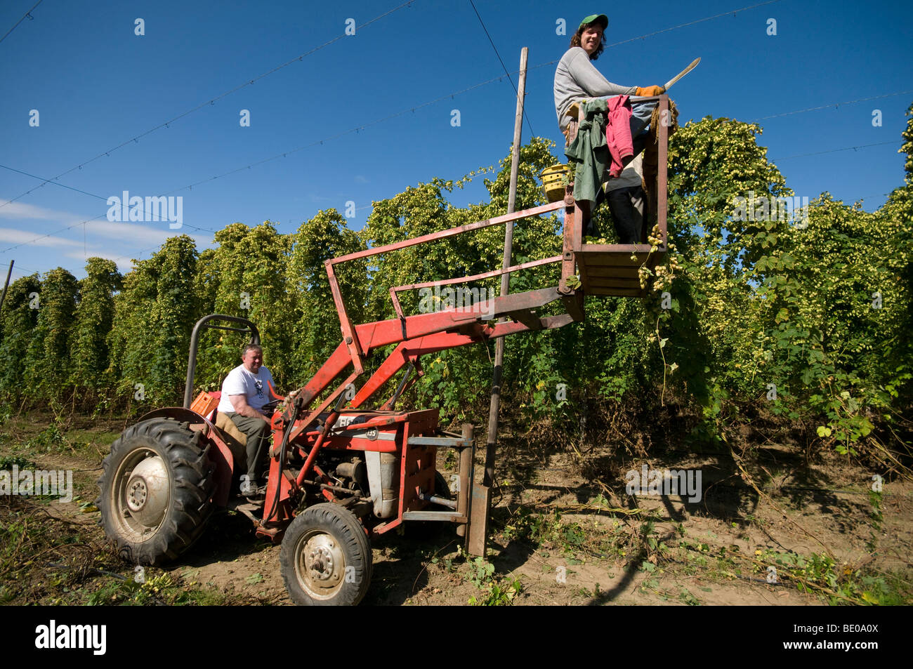 Hops kent hi-res stock photography and images - Alamy
