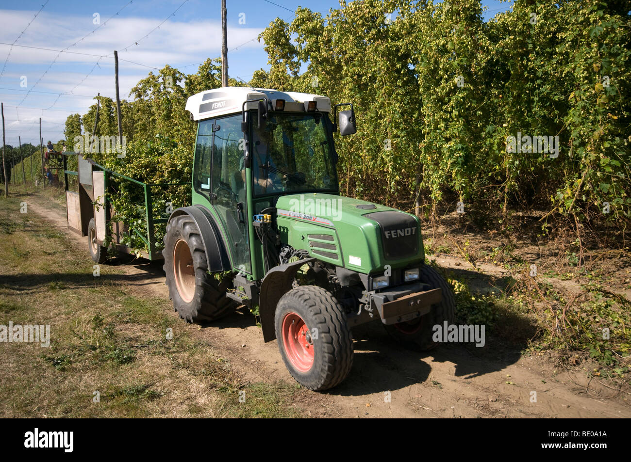 Harvesting hops in england hi-res stock photography and images - Alamy