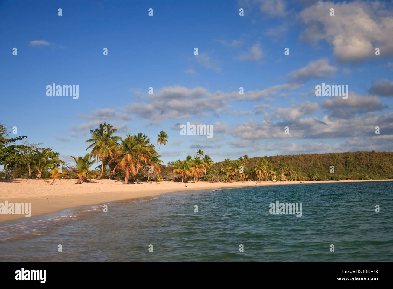 Usa, Caribbean, Puerto Rico, Vieques Island, Sun Bay Beach Stock Photo ...